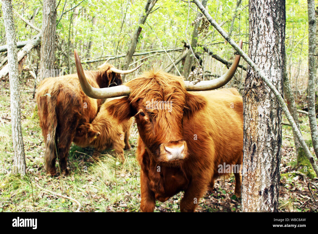 Scottish yak hi-res stock photography and images - Alamy