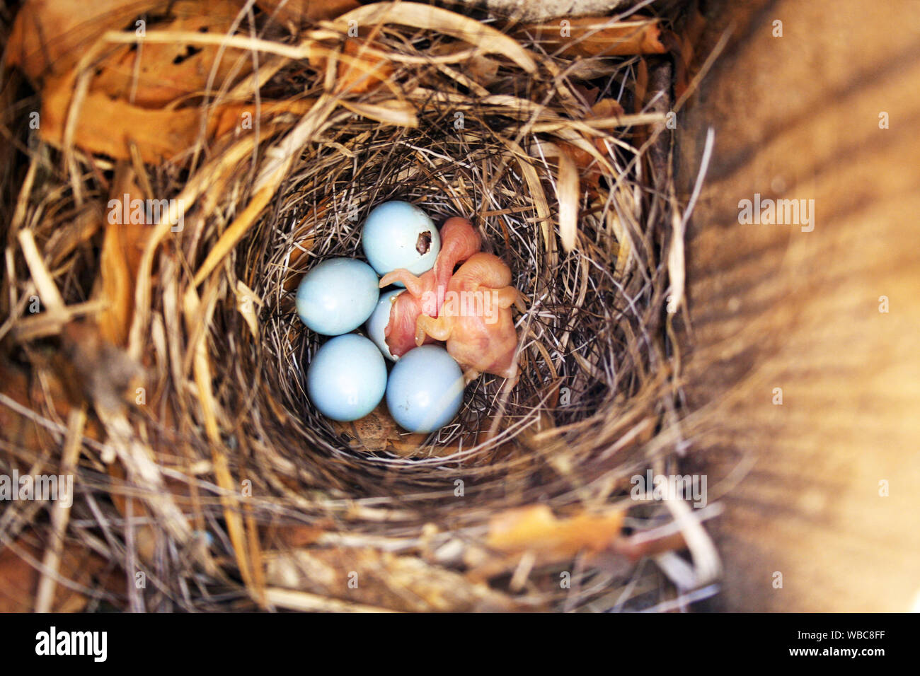 Flycatcher eggs hi-res stock photography and images - Alamy
