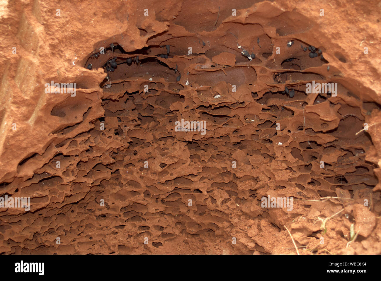 Broken termite mound hi-res stock photography and images - Alamy