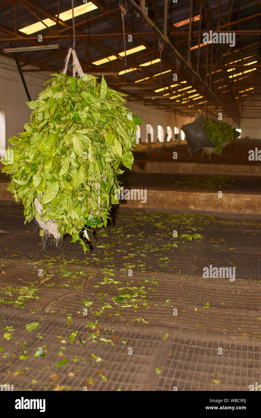 Tea harvest arrives in the factory, leafs get sorted Stock Photo - Alamy