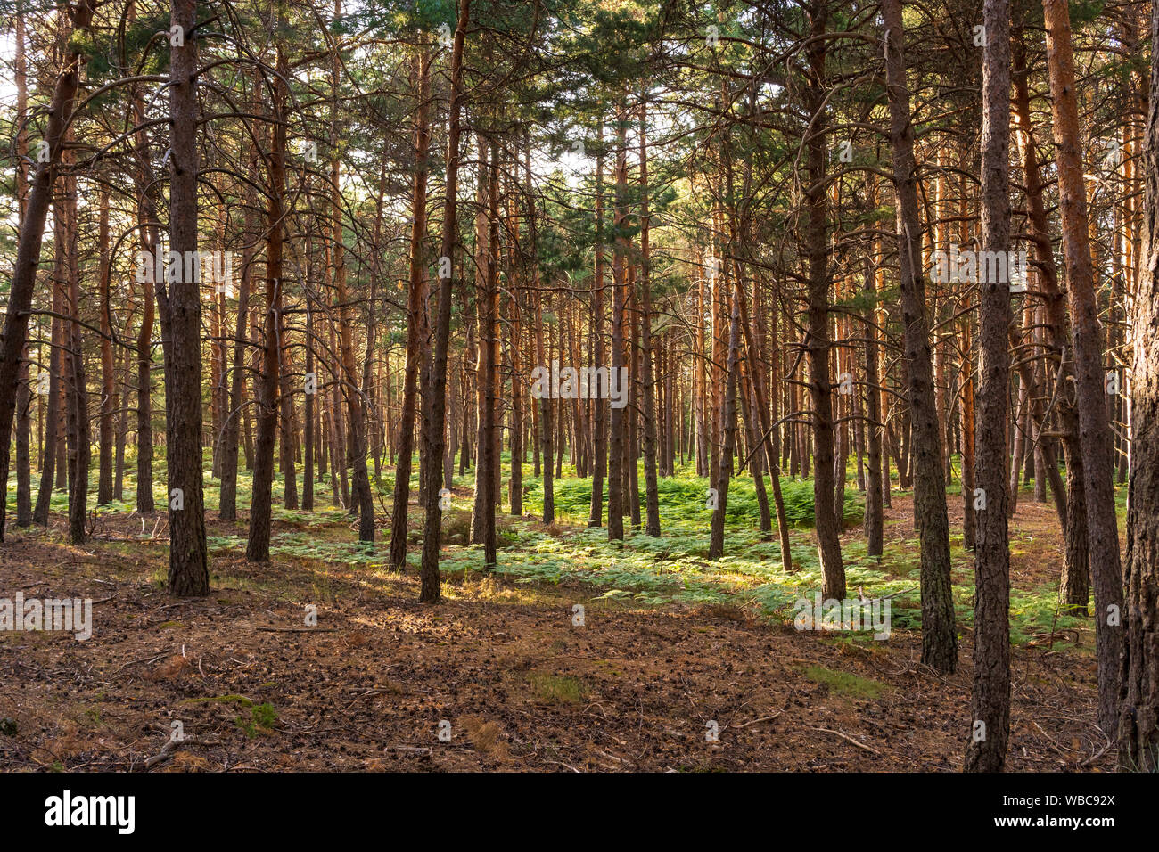 Pine tree forest landscape at sunset Stock Photo - Alamy