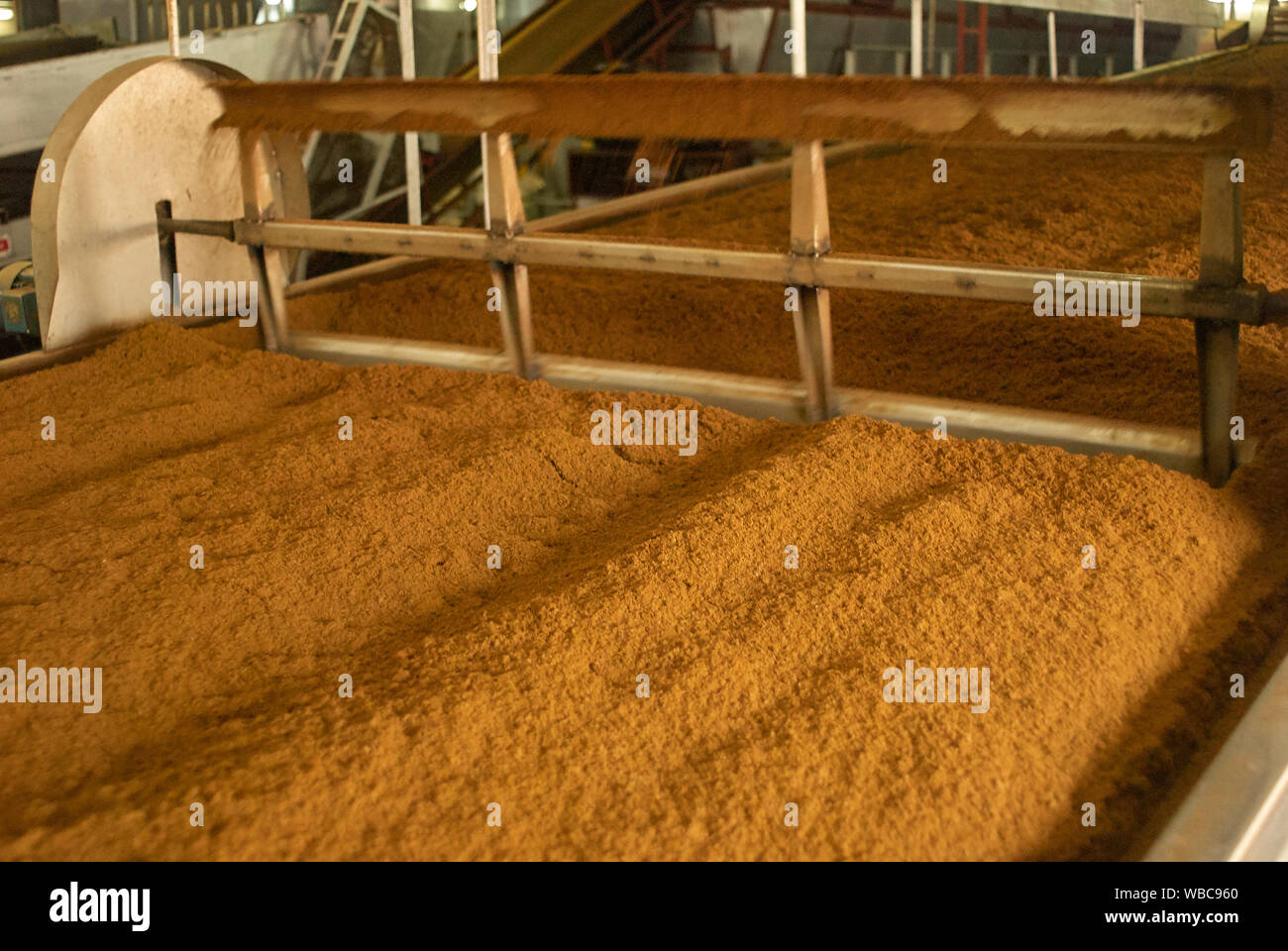 Tea fermentation and processing Stock Photo - Alamy