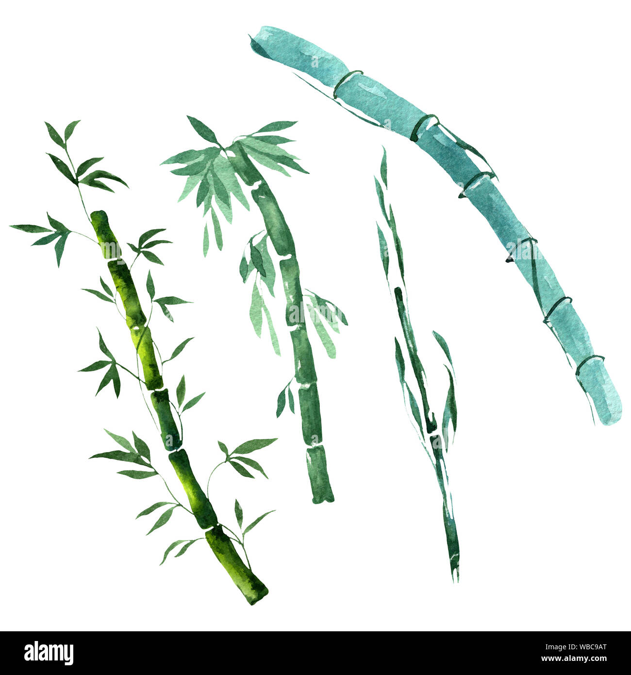 Bamboo green leaves and stalks. Watercolor background illustration set ...