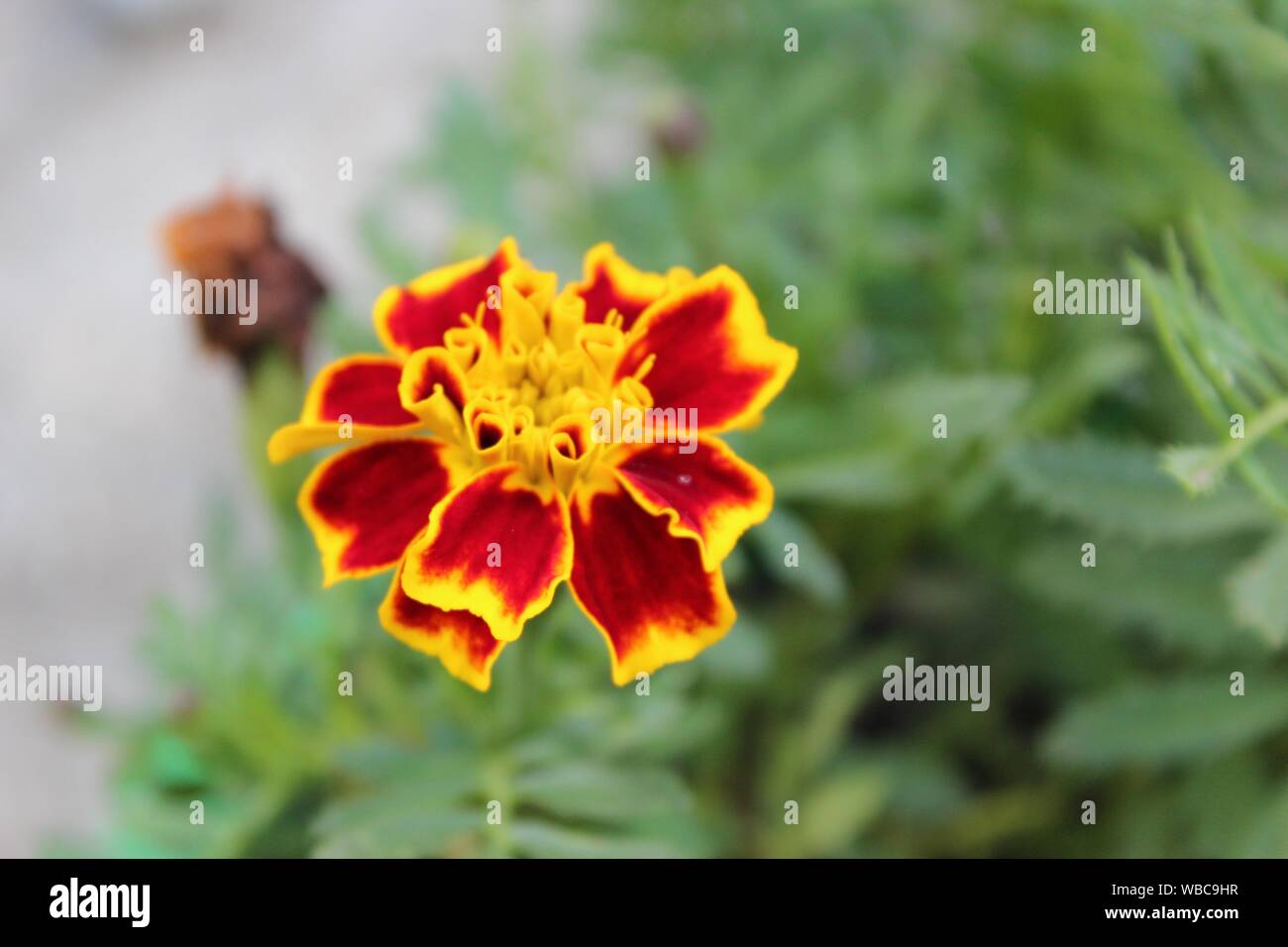 Closeup shot of a beautiful single Mexican marigold flower in a garden ...