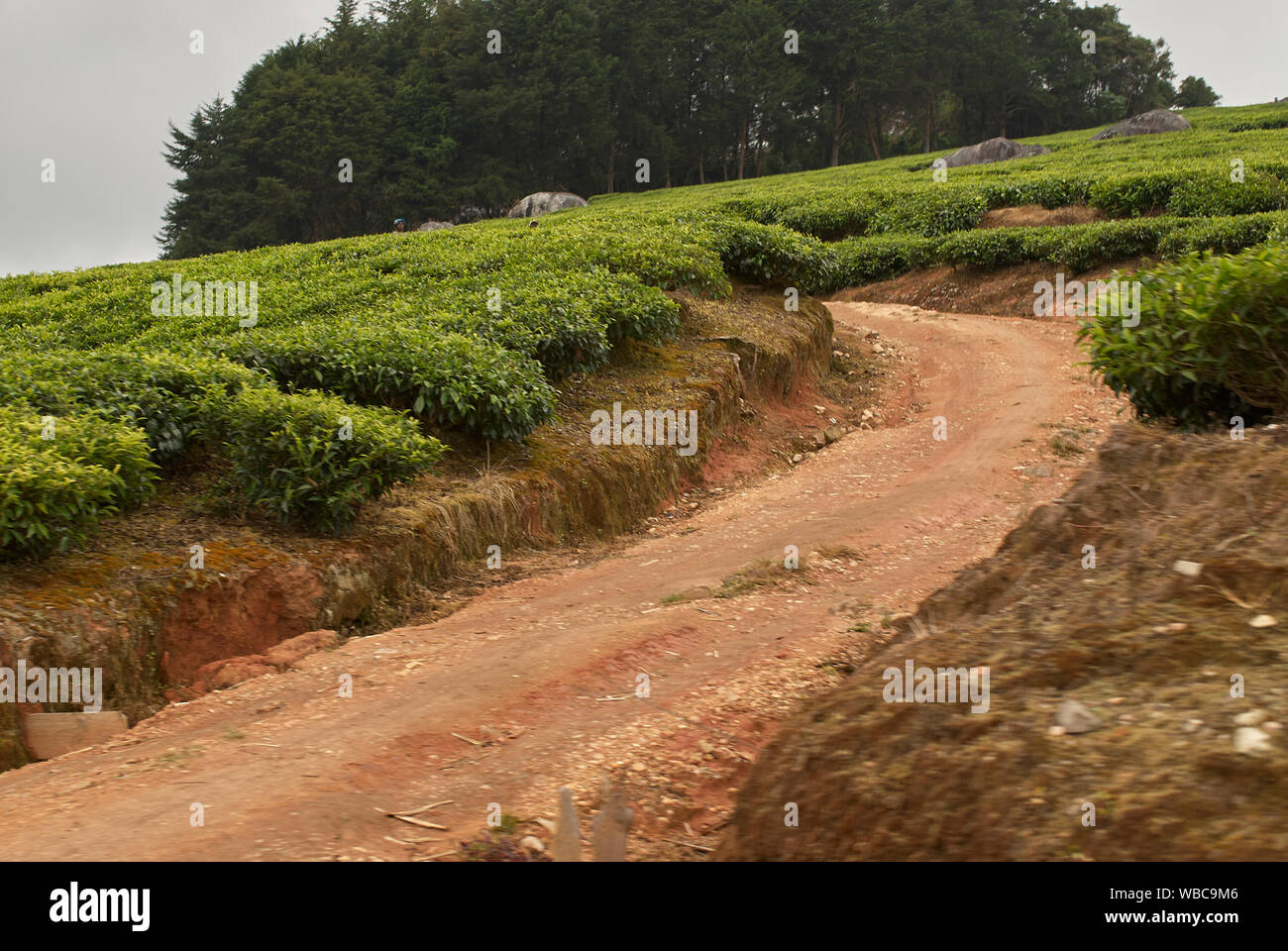 Tea, ready for harvesting Stock Photo - Alamy
