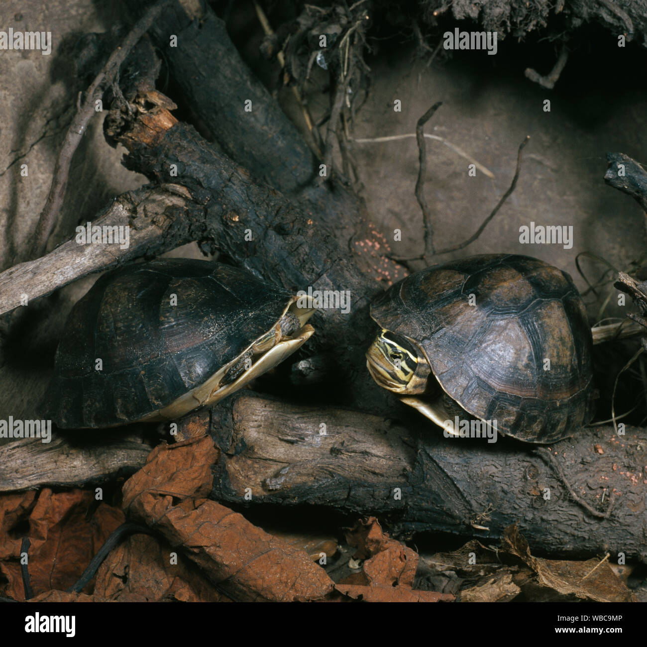 Box turtle head hi-res stock photography and images - Alamy