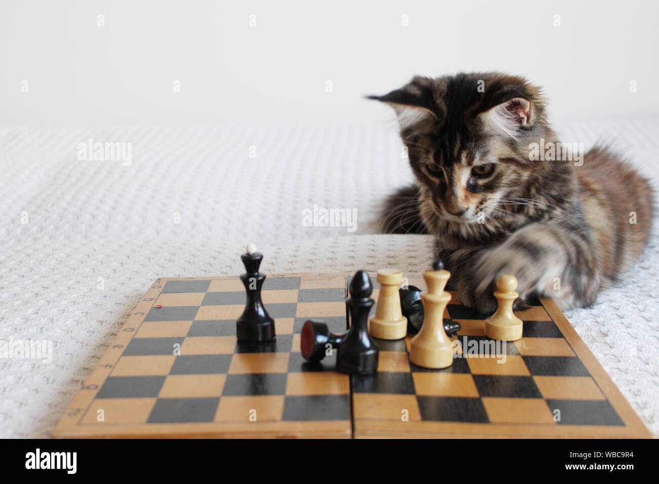 Maine coon kitten playing chess on white background with copy space ...