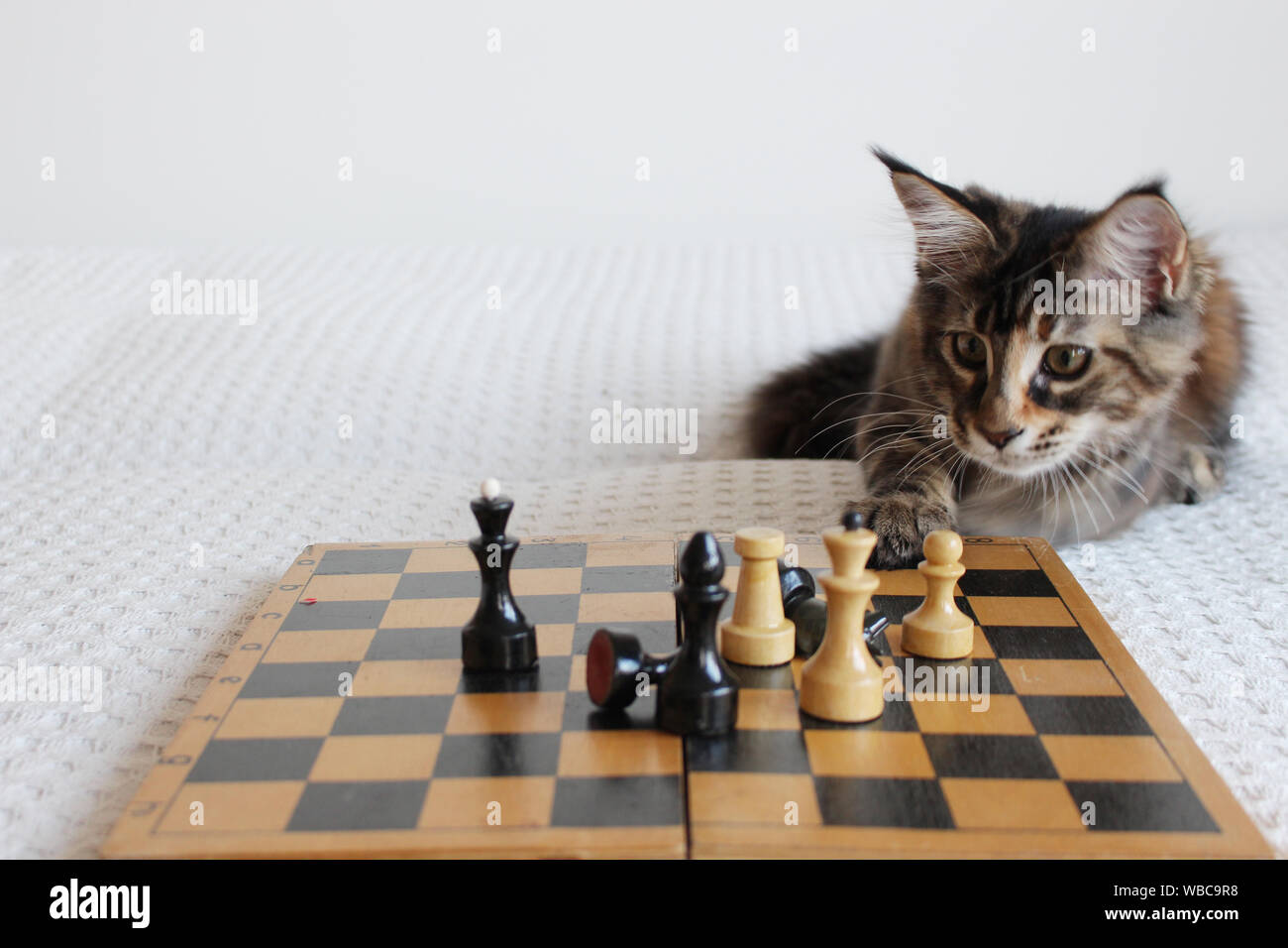 Maine coon kitten playing chess on white background with copy space ...