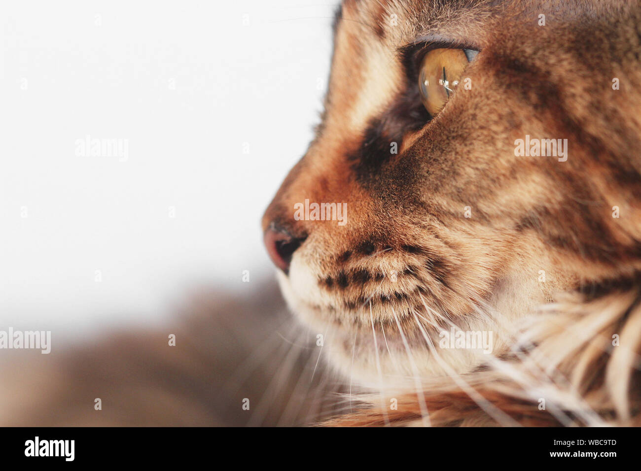 close up of a Maine Coon can face from profile on white background with ...