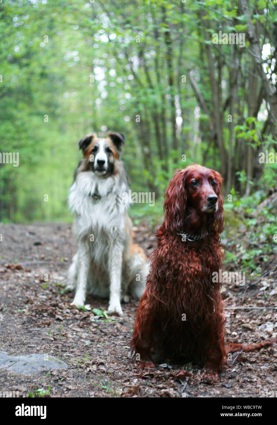 Two dogs sitting on a forest path Stock Photo - Alamy
