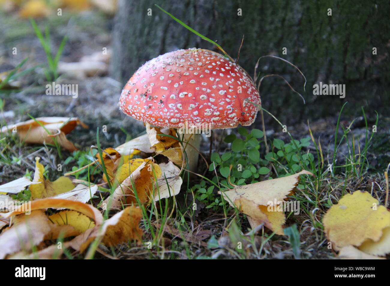 Fly agaric (Amanita muscaria) red and white mushroom at base of tree ...