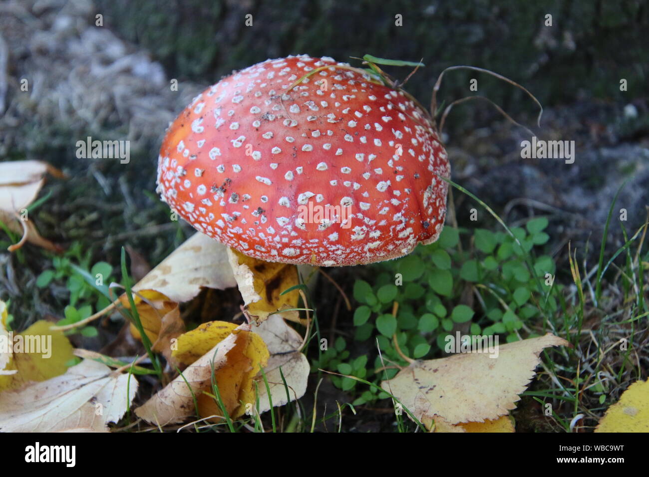 Fly agaric (Amanita muscaria) red and white mushroom at base of tree ...