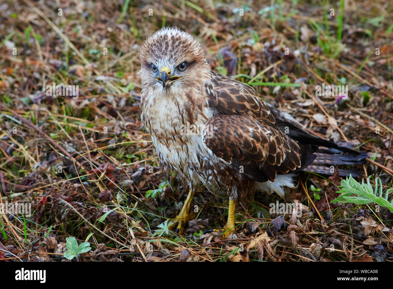 Buzzard With Fledgling Prey High Resolution Stock Photography and ...