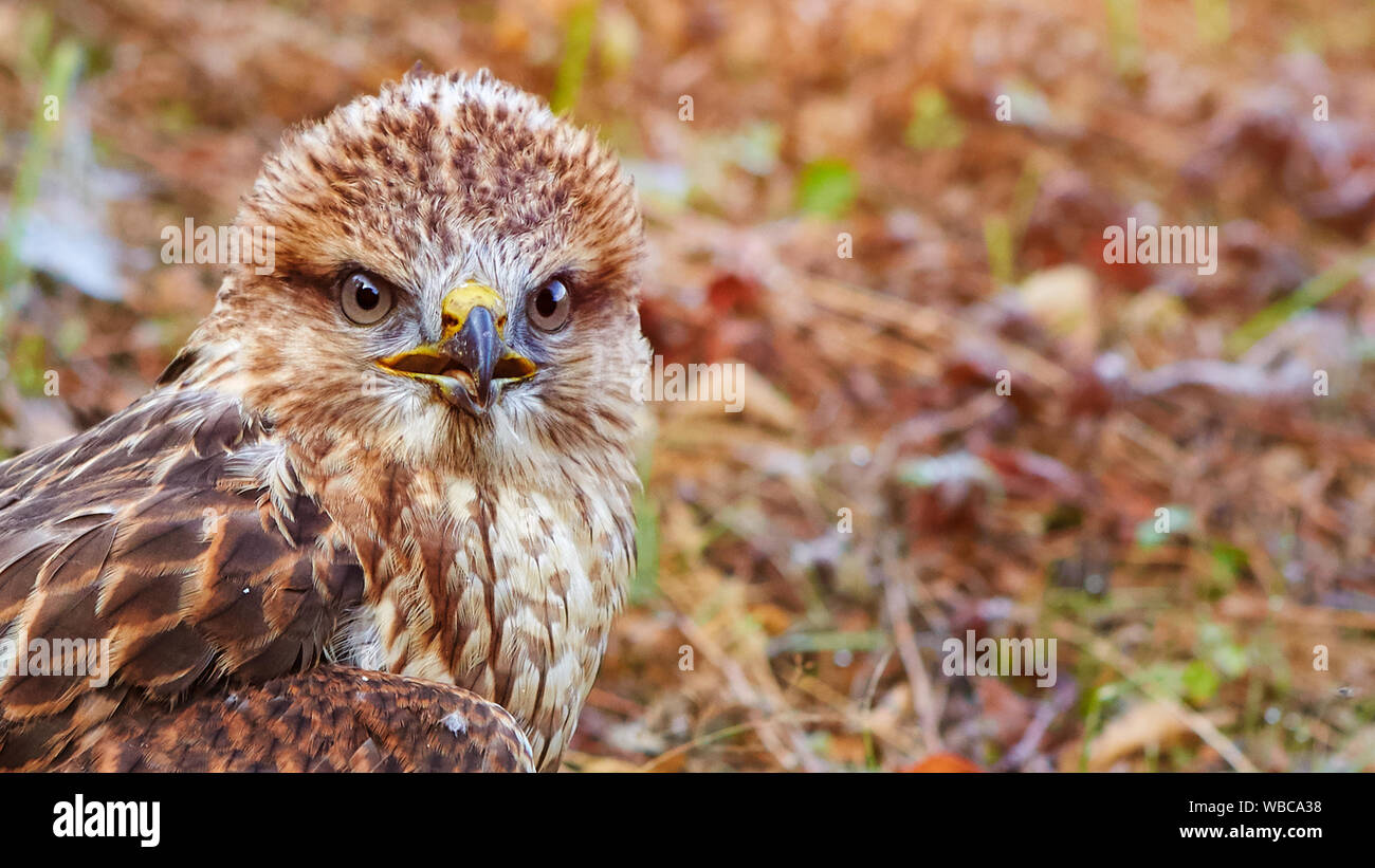 Buzzard with fledgling prey hi-res stock photography and images - Alamy