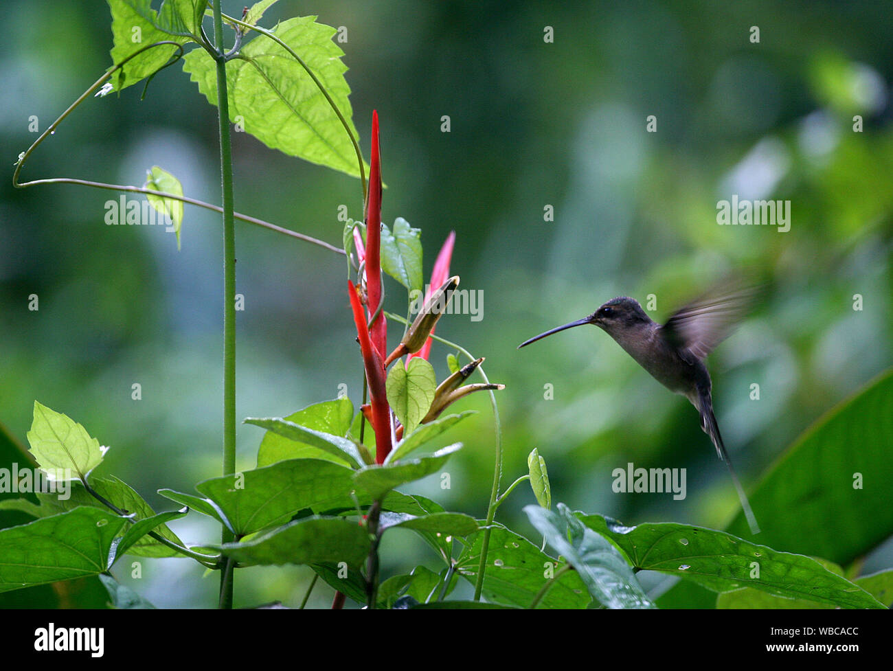 Amazon jungle flower hi-res stock photography and images - Alamy
