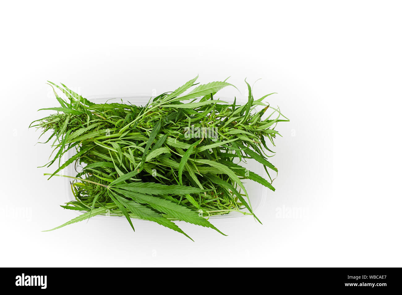 Lots of green leaves and cannabis herb marijuana in a plastic container ...