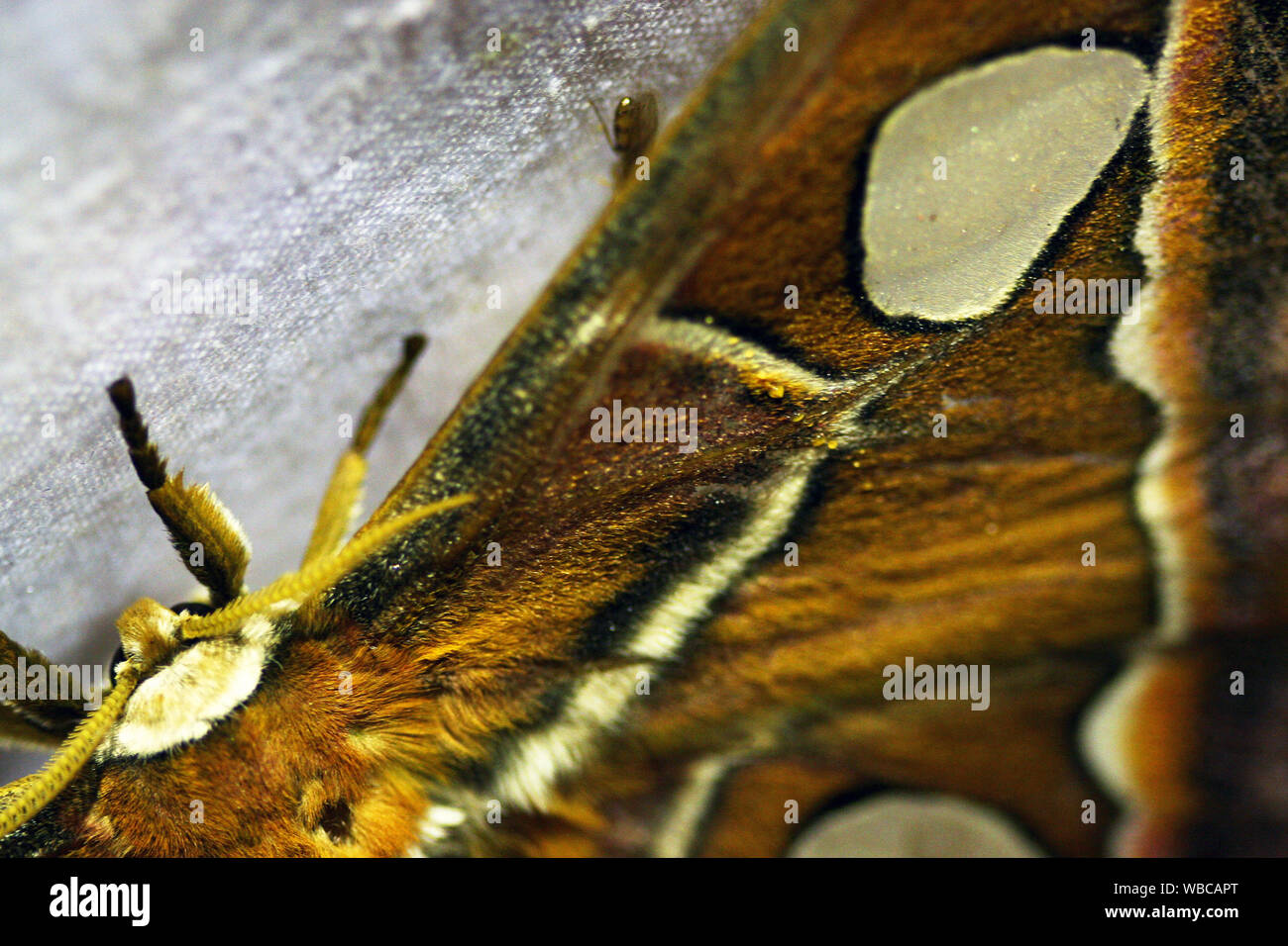 Amazon rainforest moth hi-res stock photography and images - Alamy