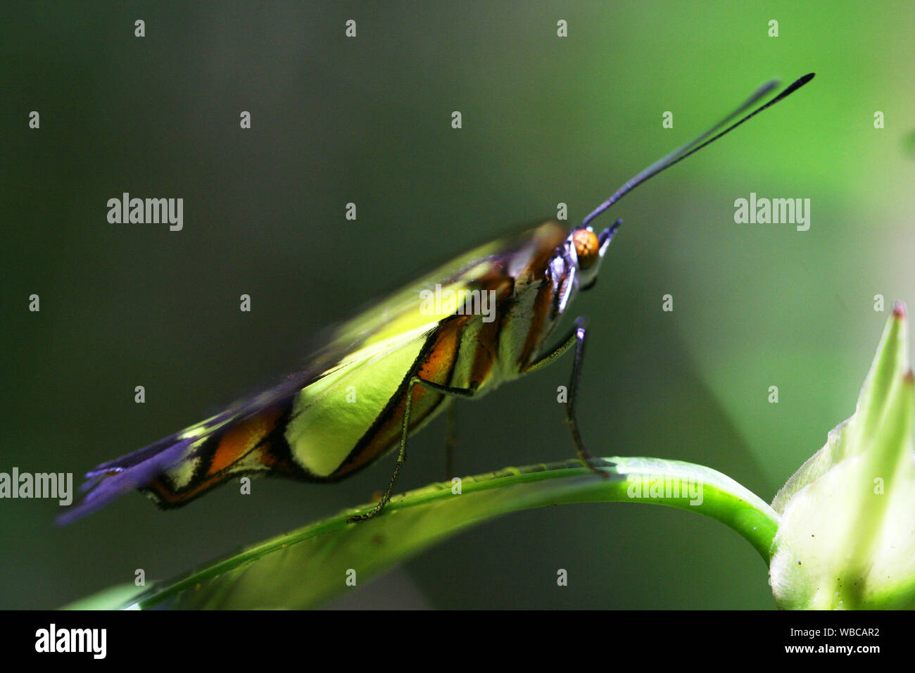 Butterfly In Guyana High Resolution Stock Photography and Images - Alamy
