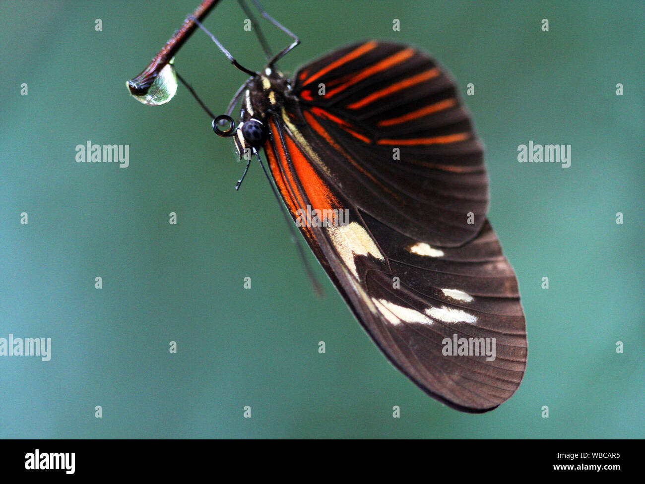 Morpho butterfly with closed wings in nature of French Guiana Stock ...