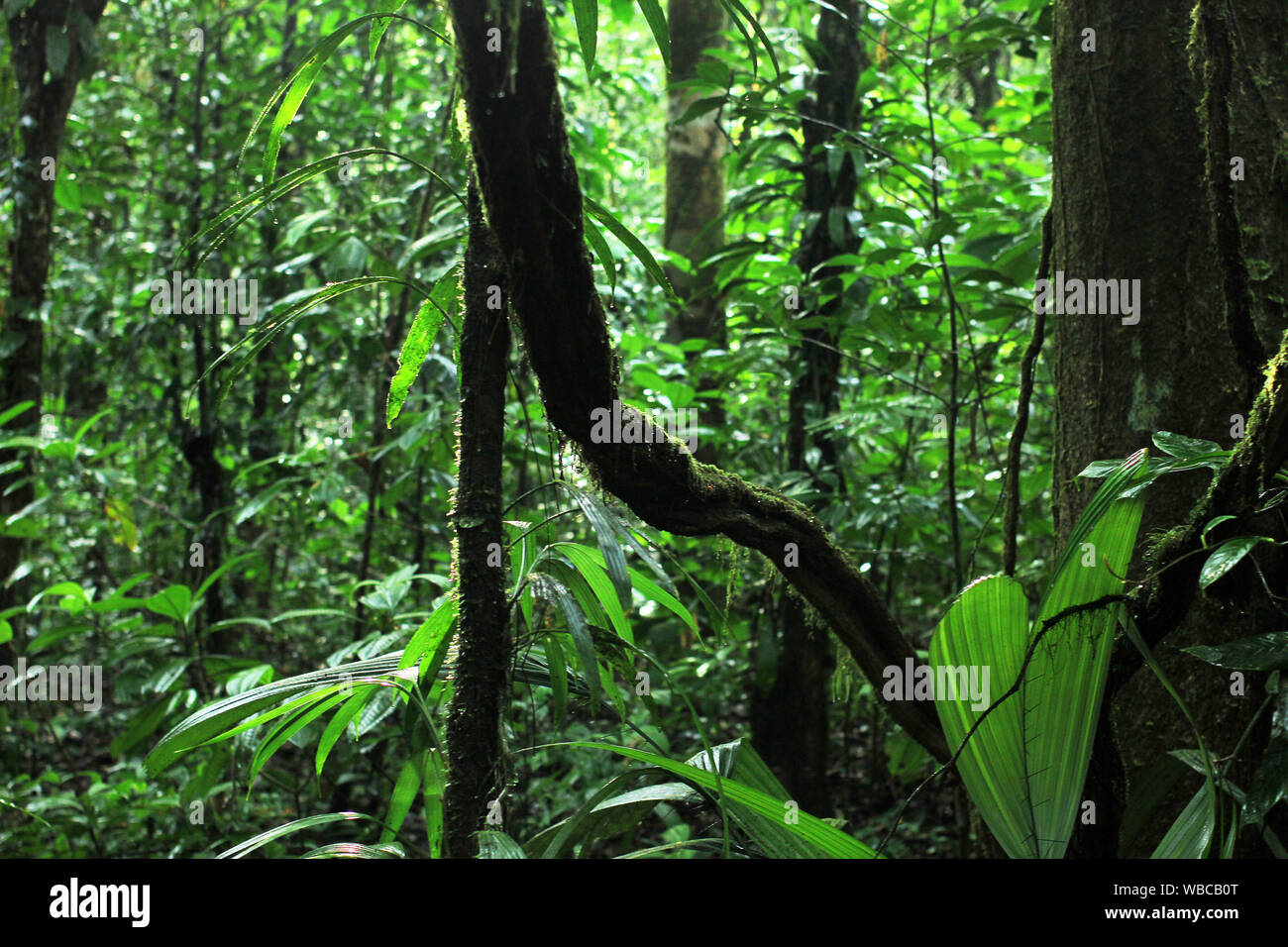 French guyana jungle hi-res stock photography and images - Alamy