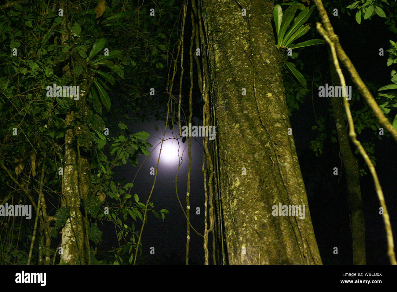Rain Forest Night Time