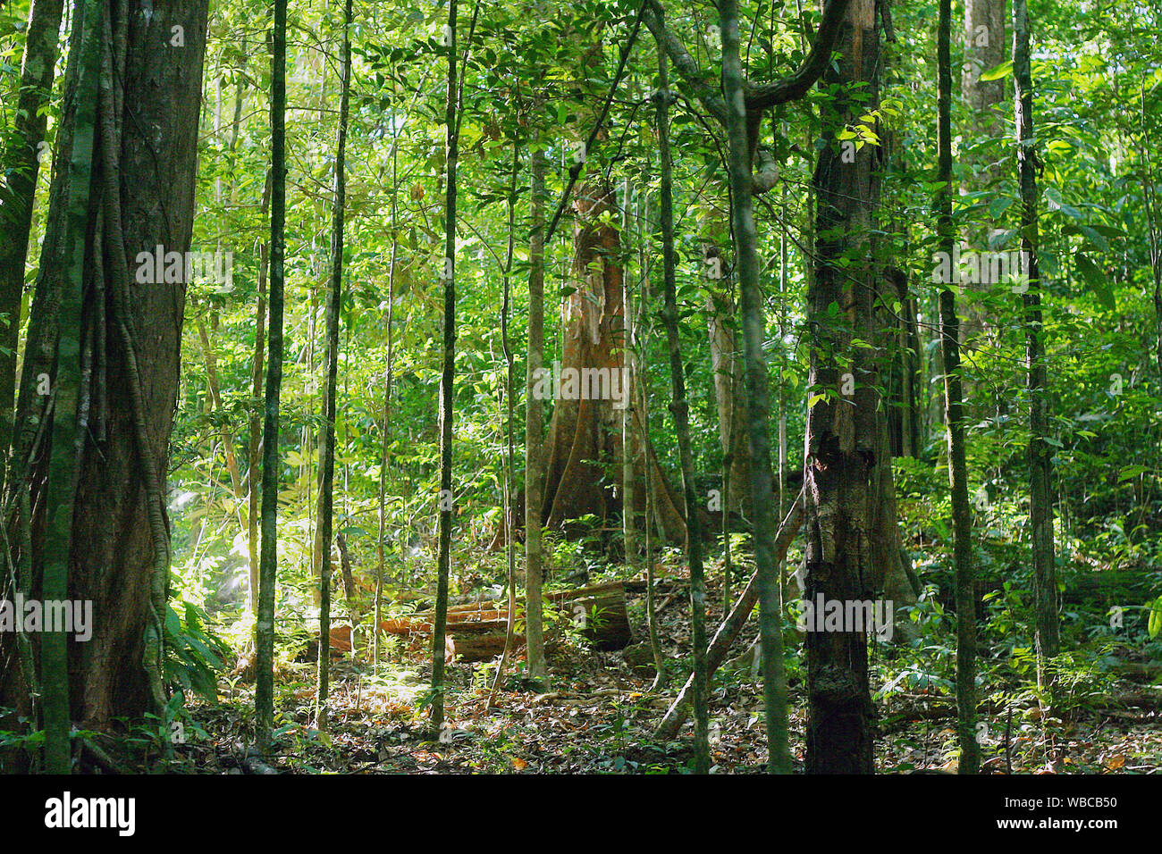 French guiana scenery hi-res stock photography and images - Alamy