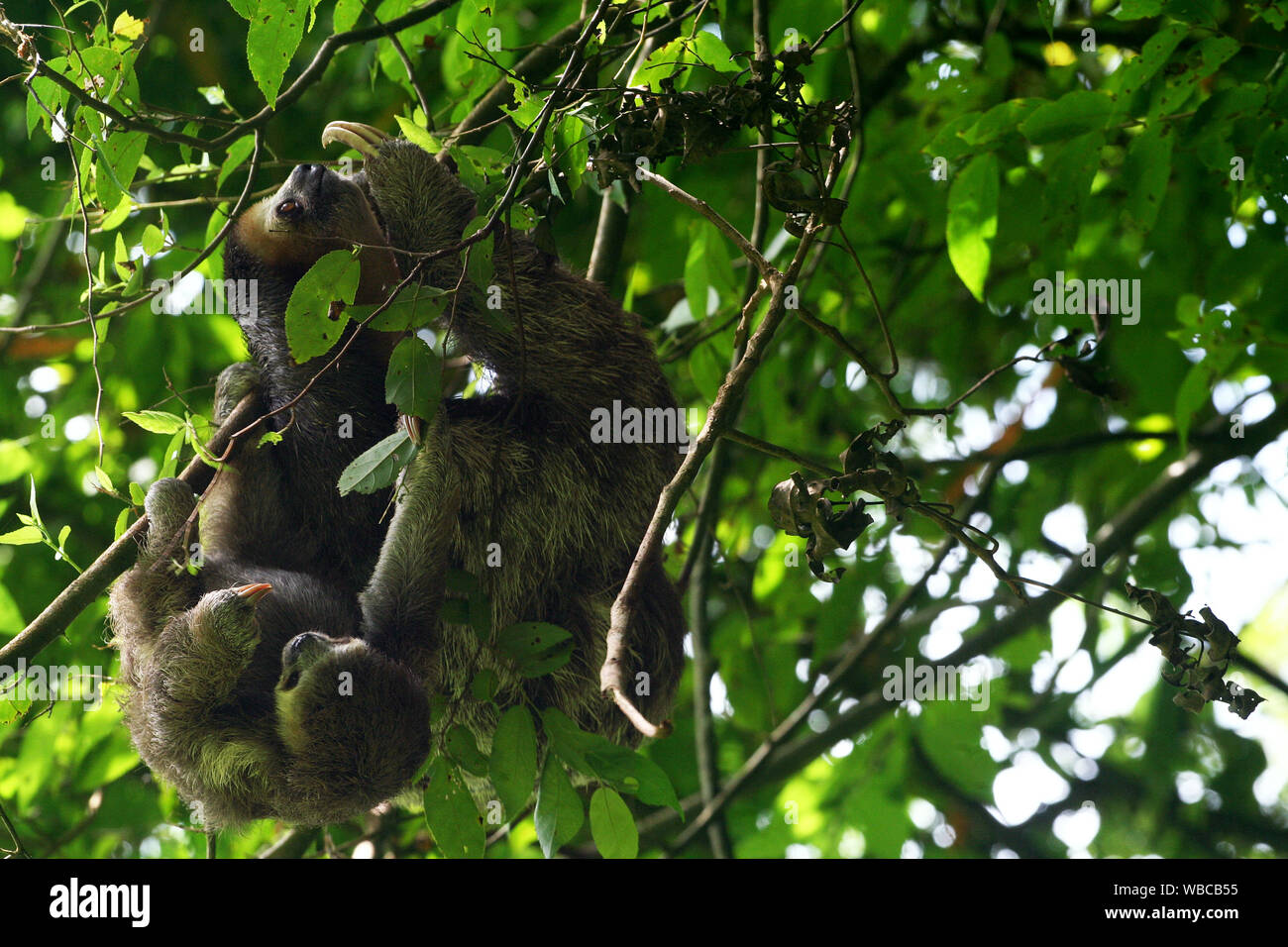 Cute three-toed sloth baby and his mother in nature of French Guyana on ...