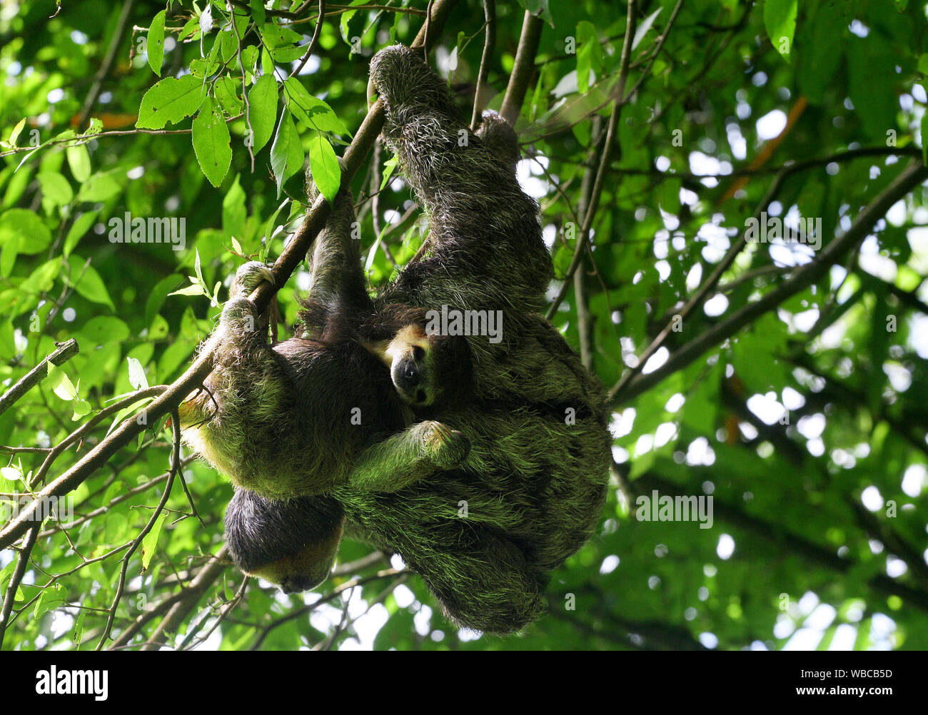 Cute three-toed sloth baby and his mother in nature of French Guyana on ...