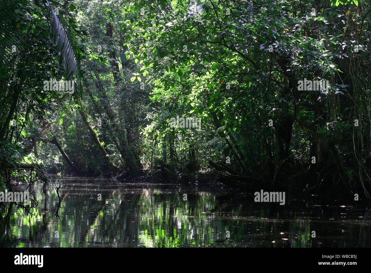 Guyana rainforest hi-res stock photography and images - Alamy