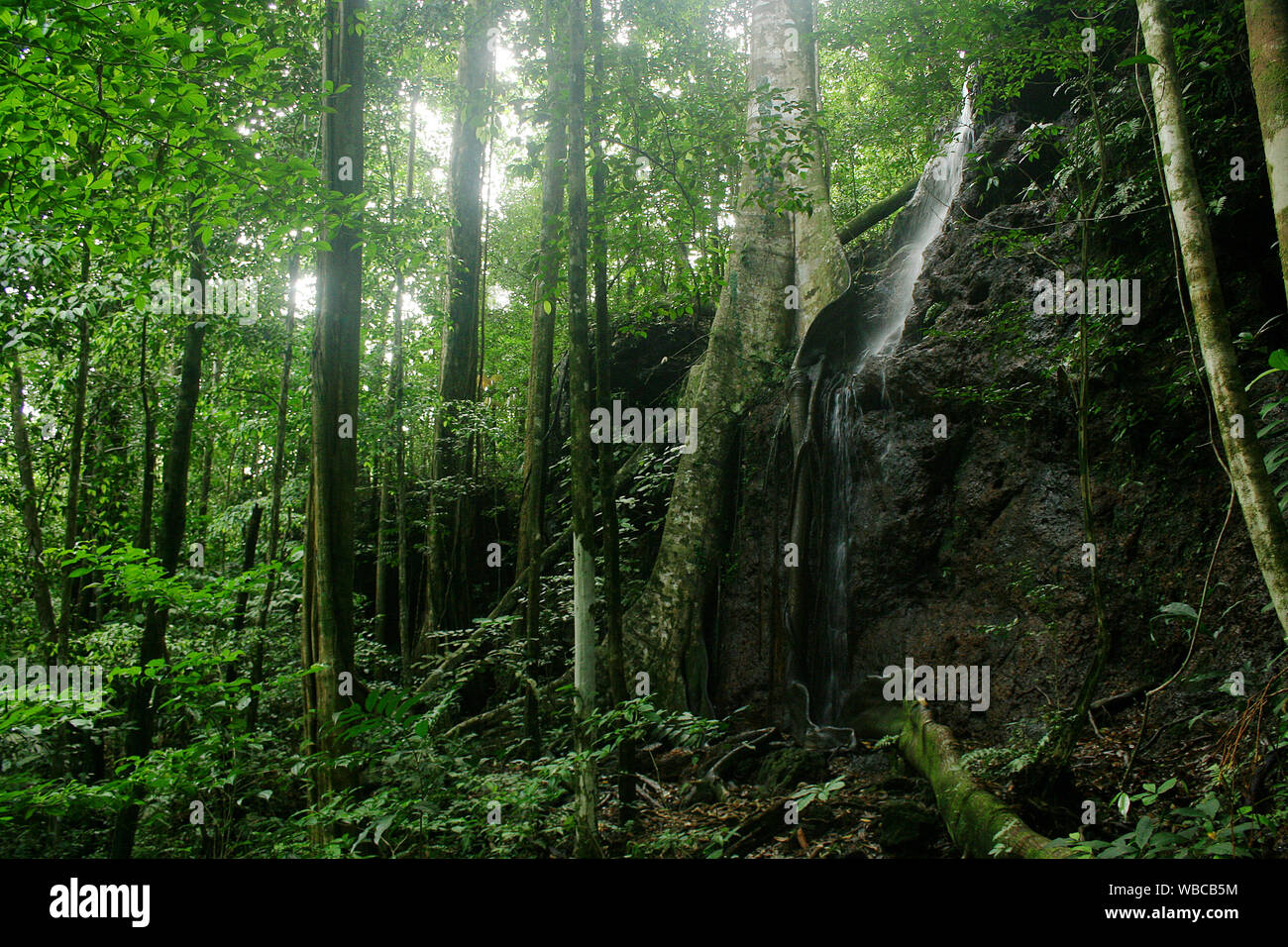 French guiana scenery hi-res stock photography and images - Alamy