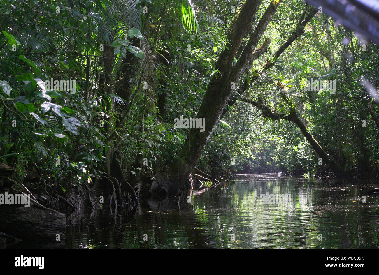 Amazon river suriname hi-res stock photography and images - Alamy