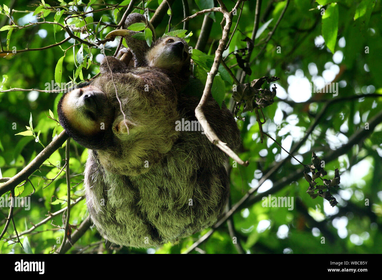 Cute three-toed sloth baby and his mother in nature of French Guyana on ...