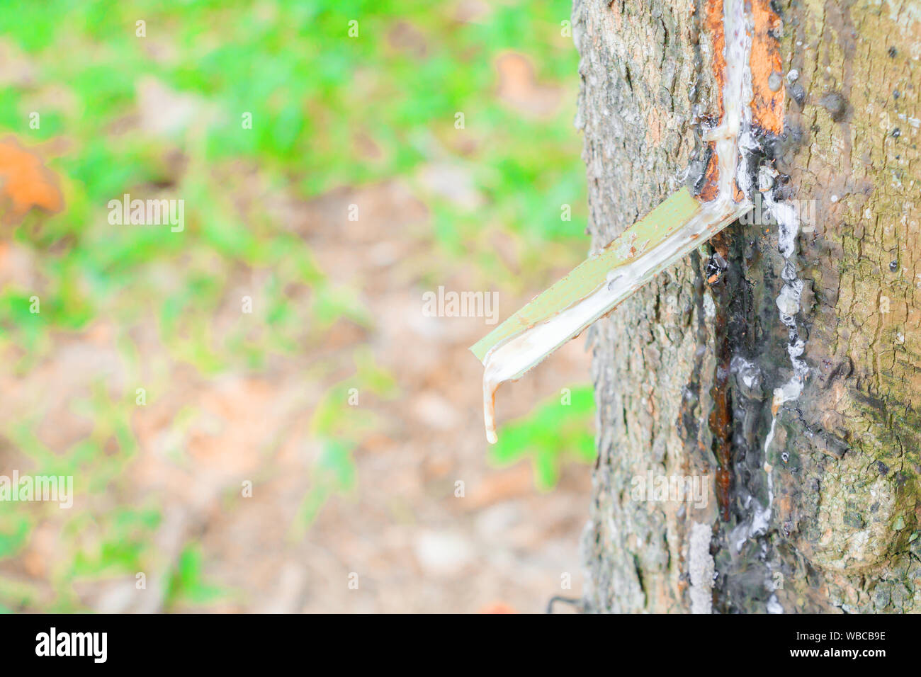 Close up latex in trunk rubber tree with copy space add text Stock ...