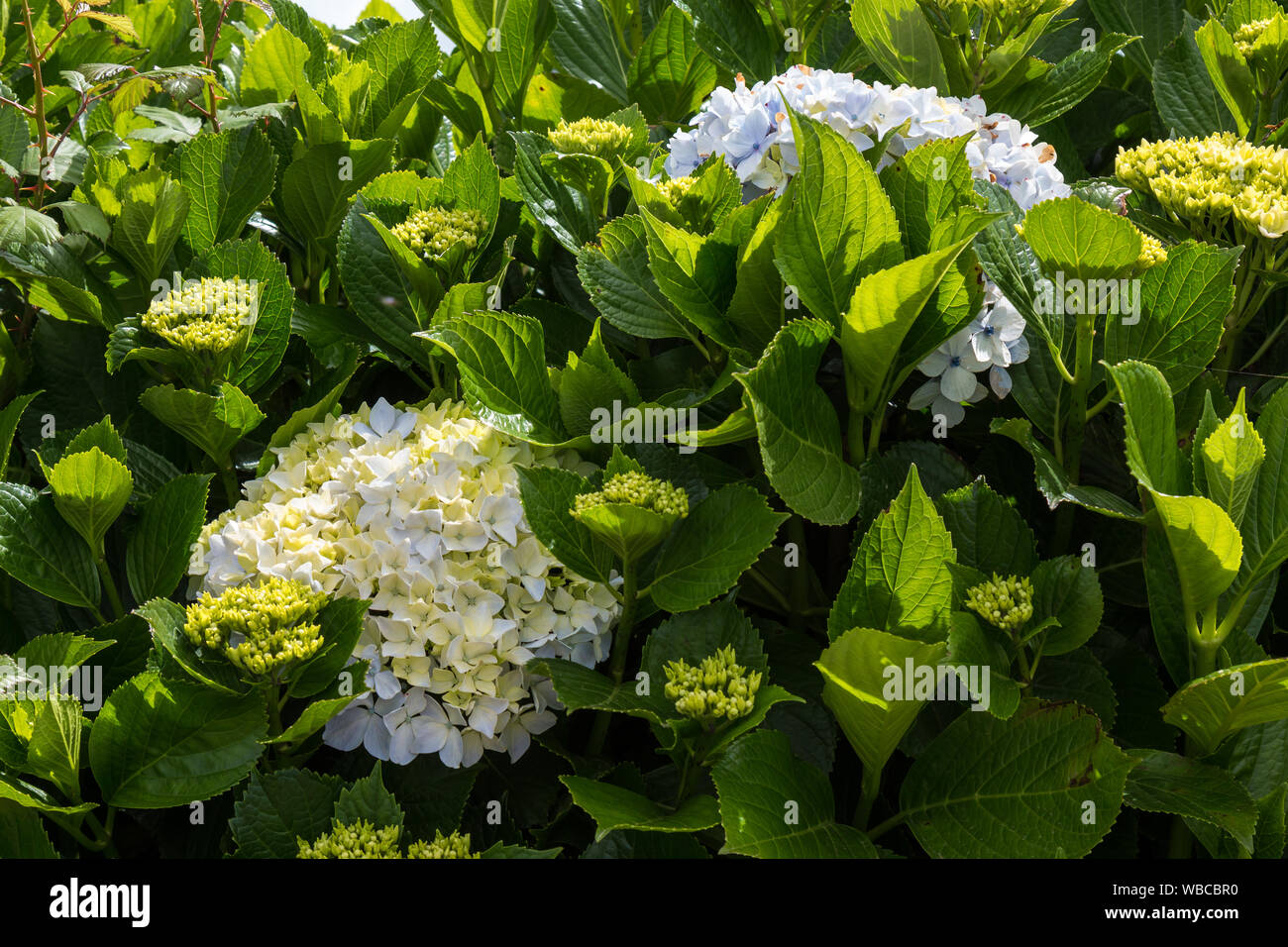 Blooming hydrangea (hortensia) growing wild in the nature. State symbol ...