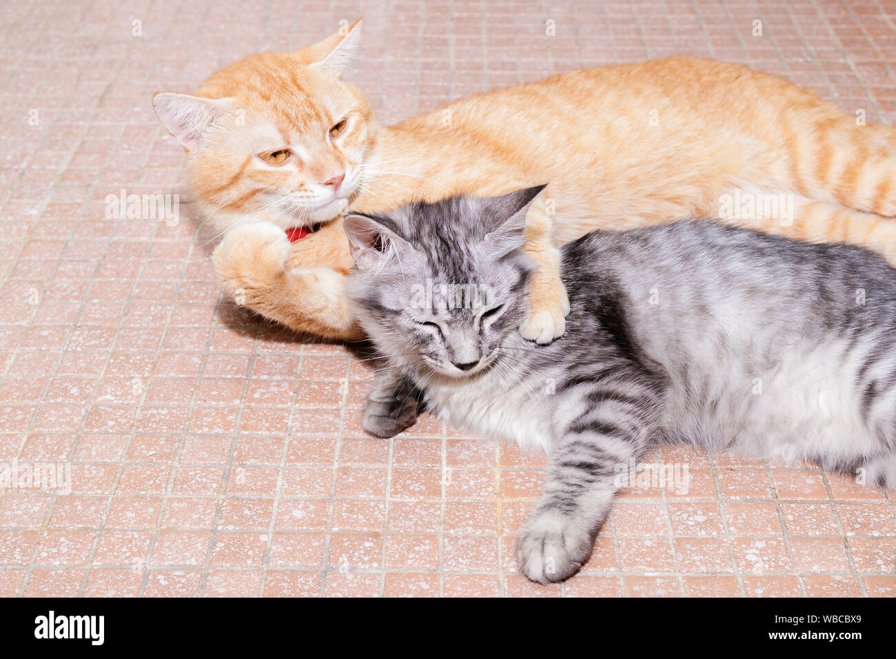 two cats friendship orange and grey on the floor Stock Photo - Alamy