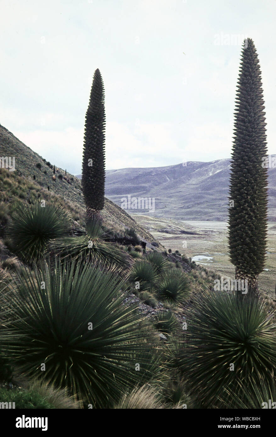 Puya raimondii hi-res stock photography and images - Alamy