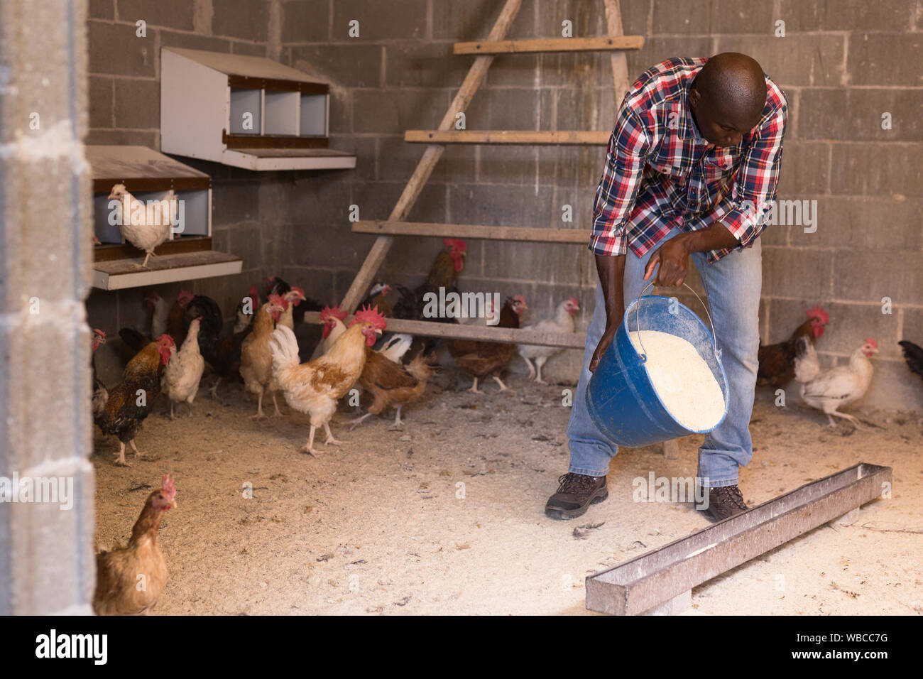 African domestic chicken hi-res stock photography and images - Alamy