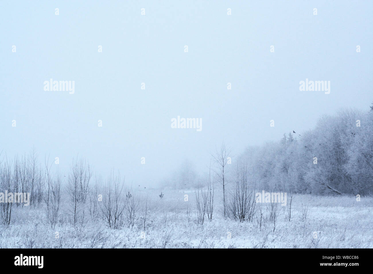 Magical winter scene with white mist Stock Photo - Alamy