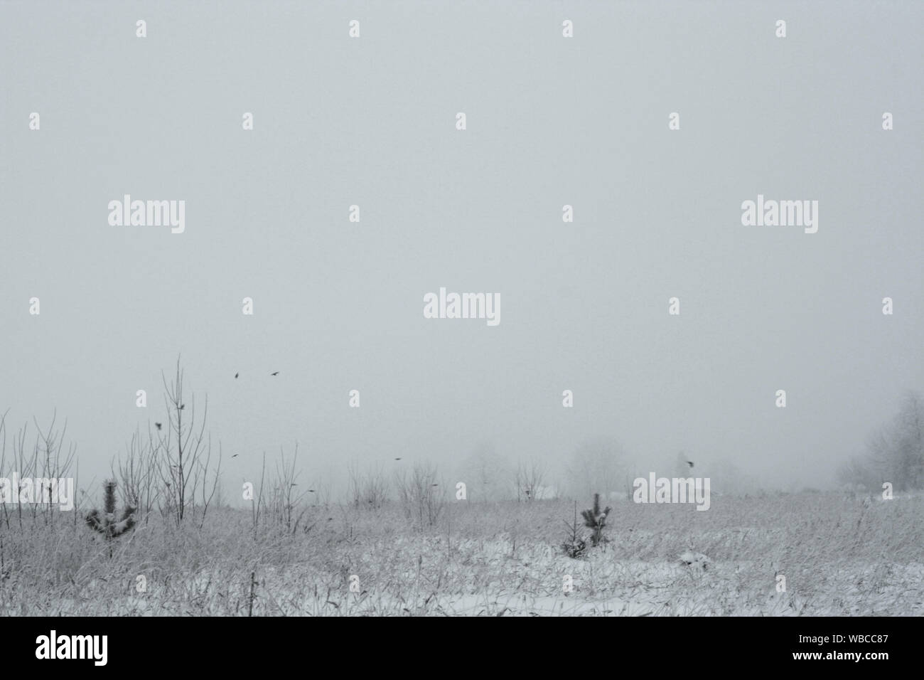 Magical winter scene with white mist Stock Photo - Alamy