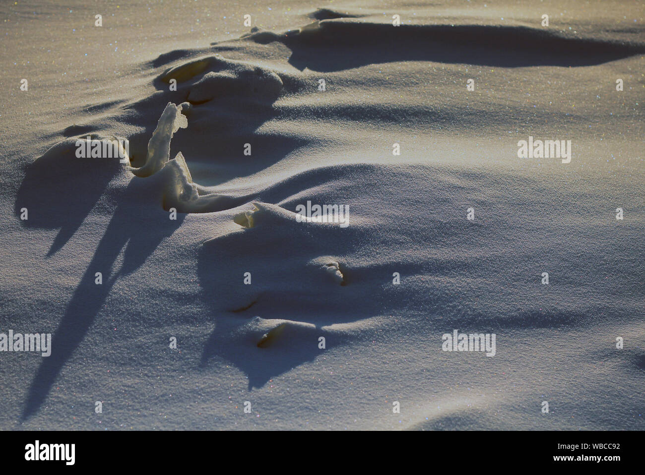 Beautiful natural abstract ice sculptures on snow with long shadows ...