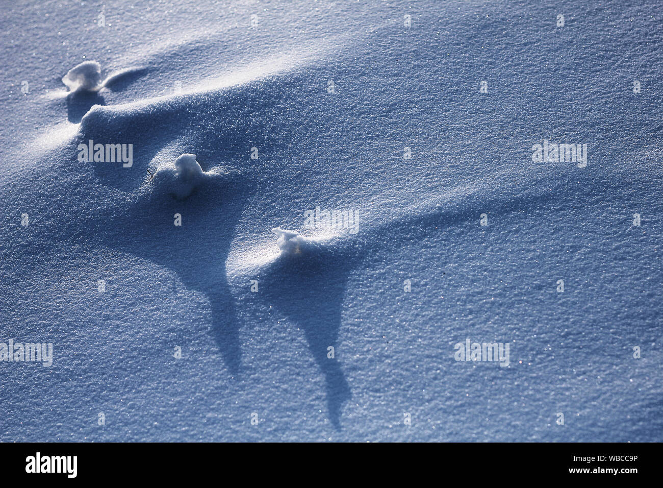 Beautiful natural abstract ice sculptures on snow with long shadows ...