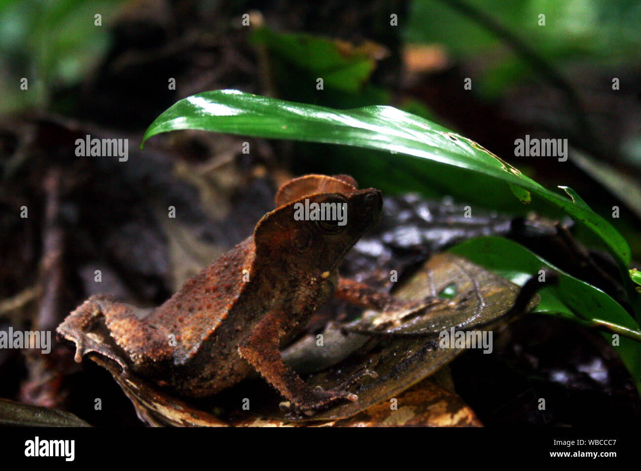 a closeup of a frog with blurred background. photographed in French ...