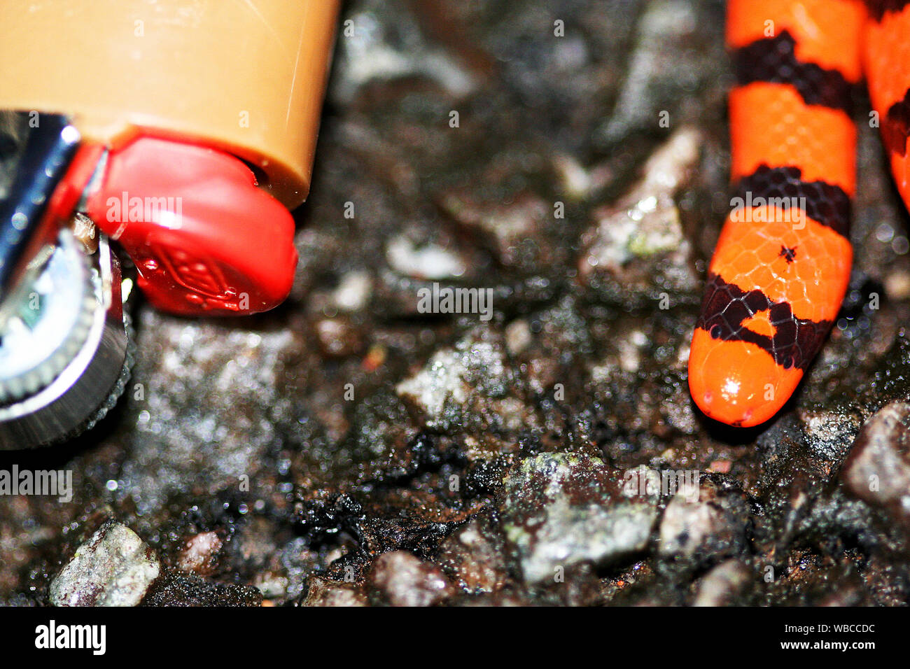 small false coral snake (Anilius scytale) photographed in French Guiana ...