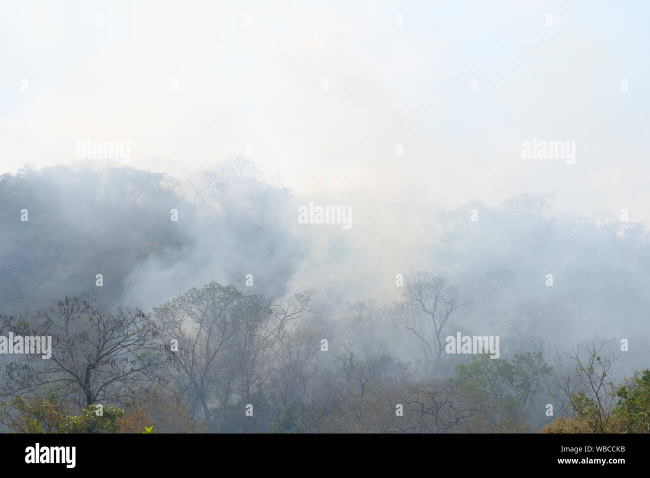 Fire in the amazon 2019 hi-res stock photography and images - Alamy