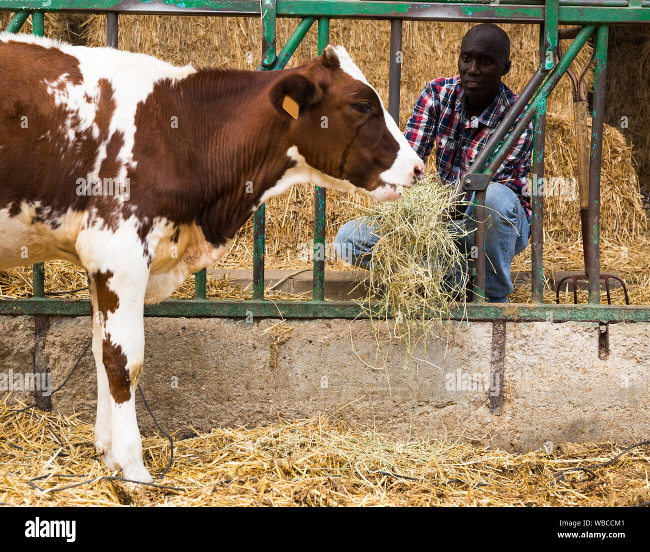 Farmer feed hay cows hi-res stock photography and images - Alamy