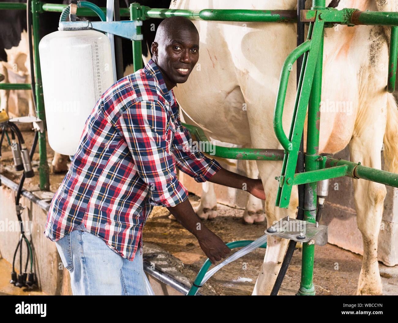 African farmer milking cows hi-res stock photography and images - Alamy
