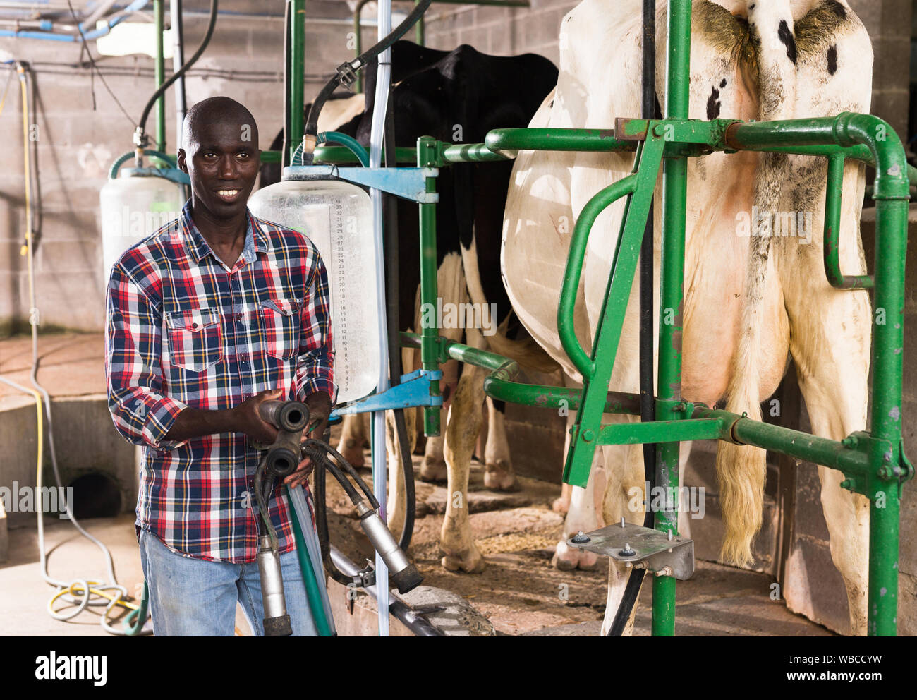 Farmer young man working with automatical cow milking machines Stock ...