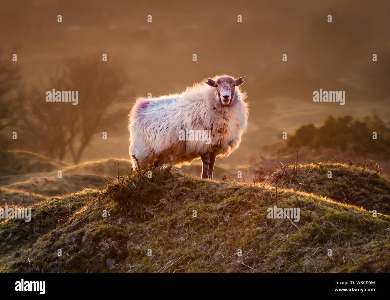 Late Evening Highlights, with backlit sheep on the rugged misty Bodmin ...