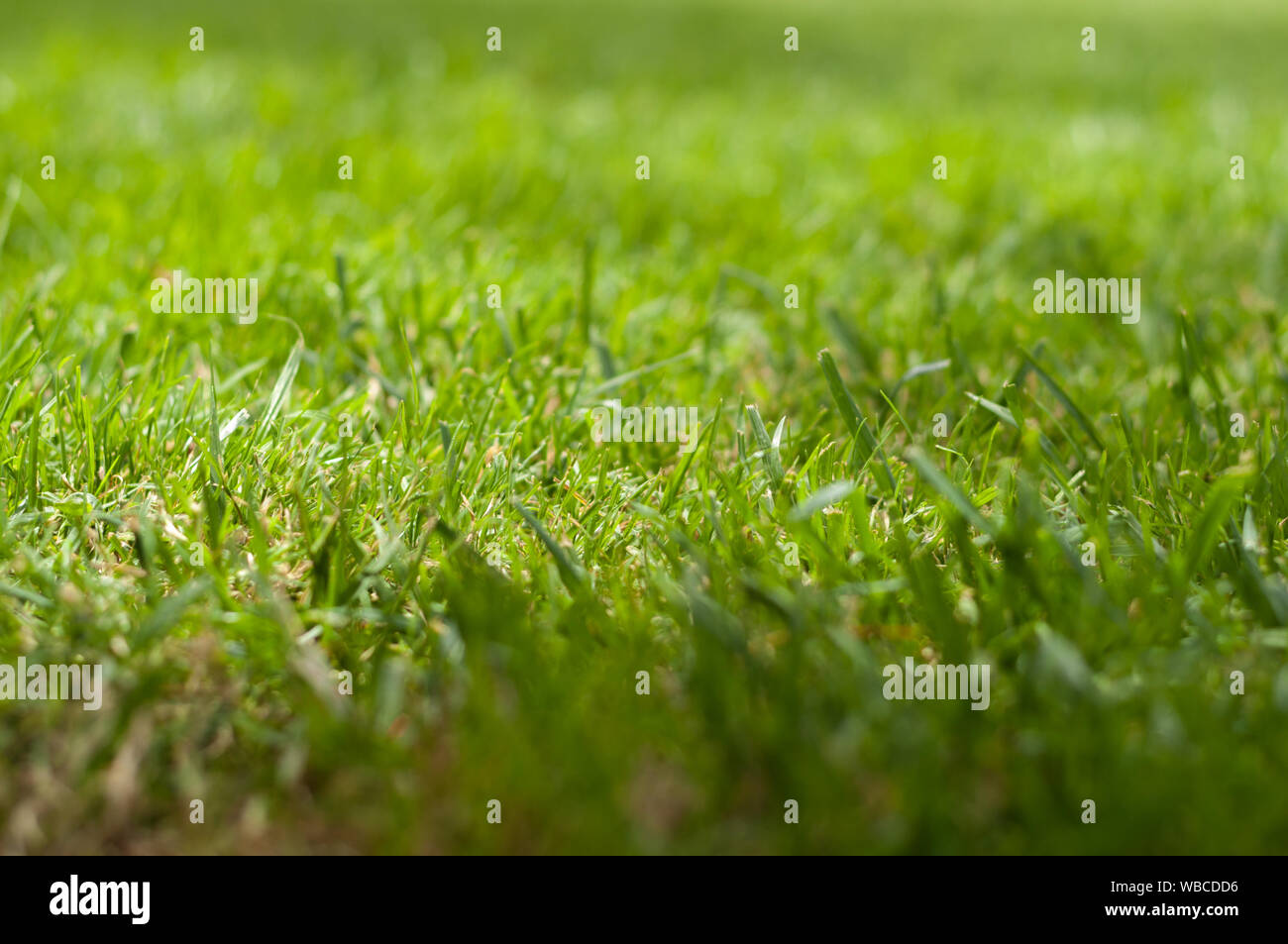 just green grass perfect background for web Stock Photo - Alamy