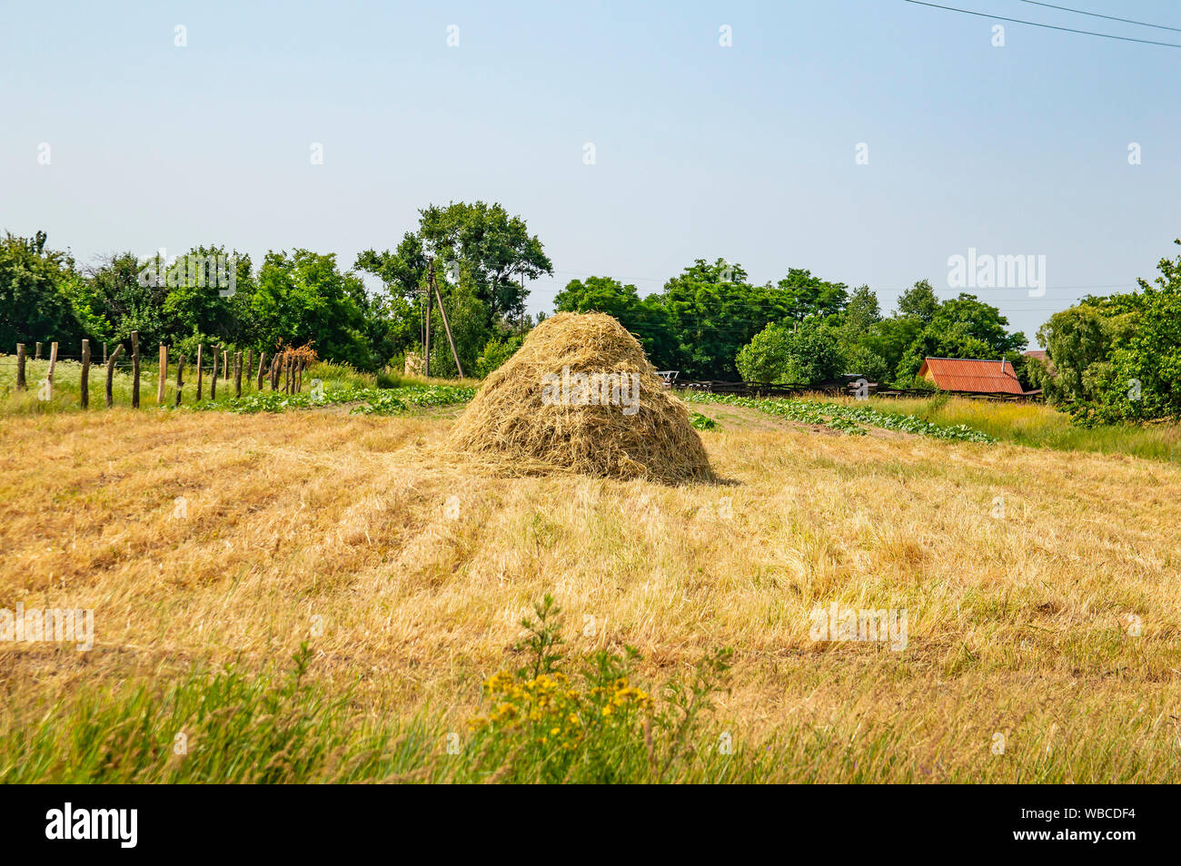 Natural landscape - hay on the field. Background Stock Photo - Alamy